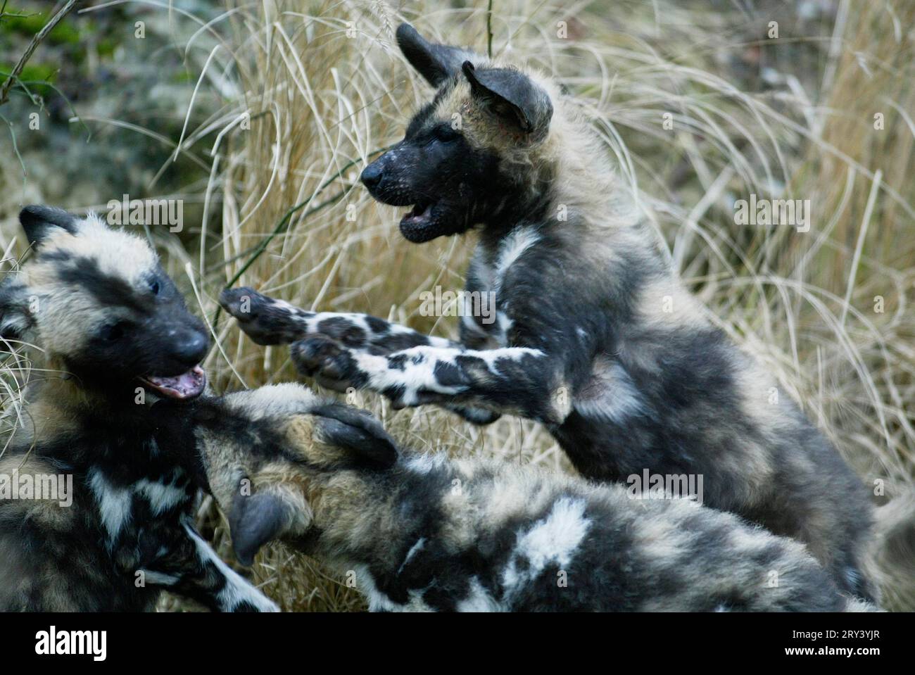 African wild dog (Lycaon Pictus), african wild dog, Africa, africa ...