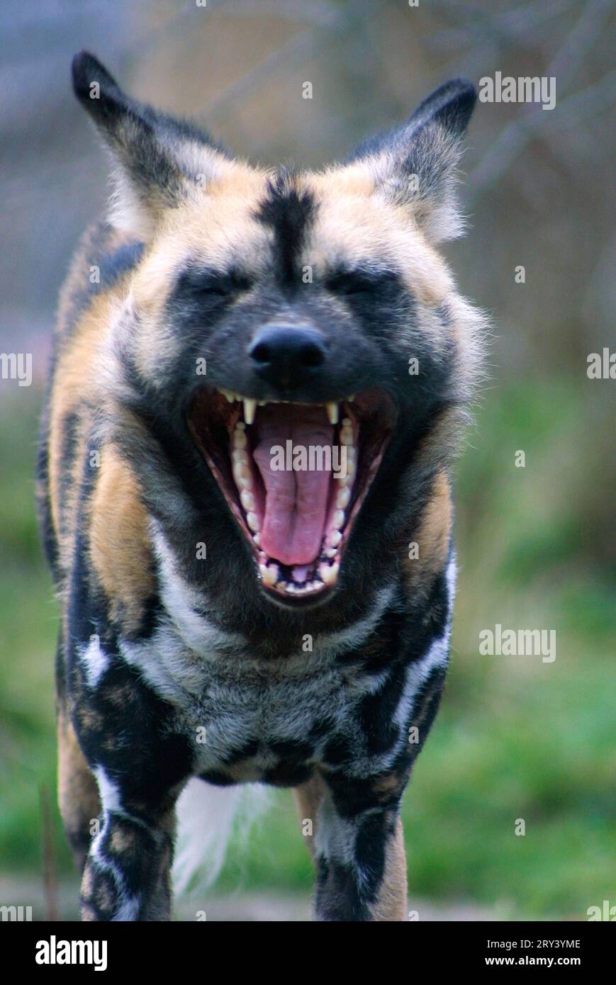 African wild dog (Lycaon Pictus), african wild dog, Africa, africa ...