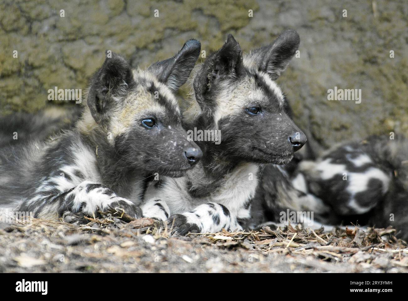 African wild dog (Lycaon Pictus), african wild dog, Africa, africa ...