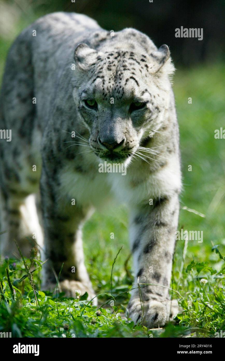 Snow leopard (Panthera) ave crux spes unica (Unica unica) unica Stock ...