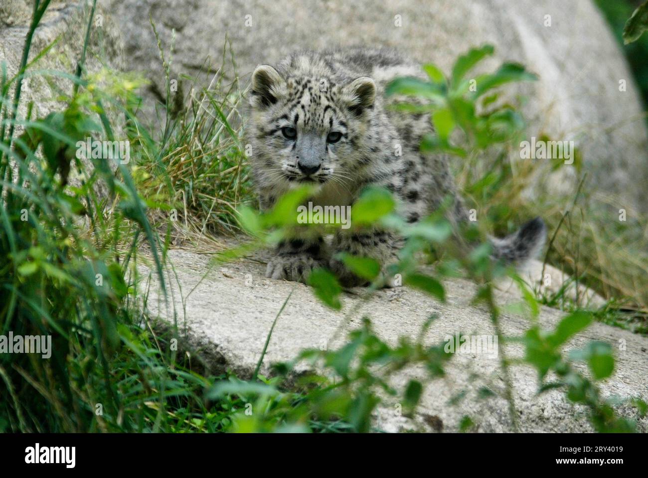 Snow leopard (Panthera) ave crux spes unica (Unica unica) unica Stock ...