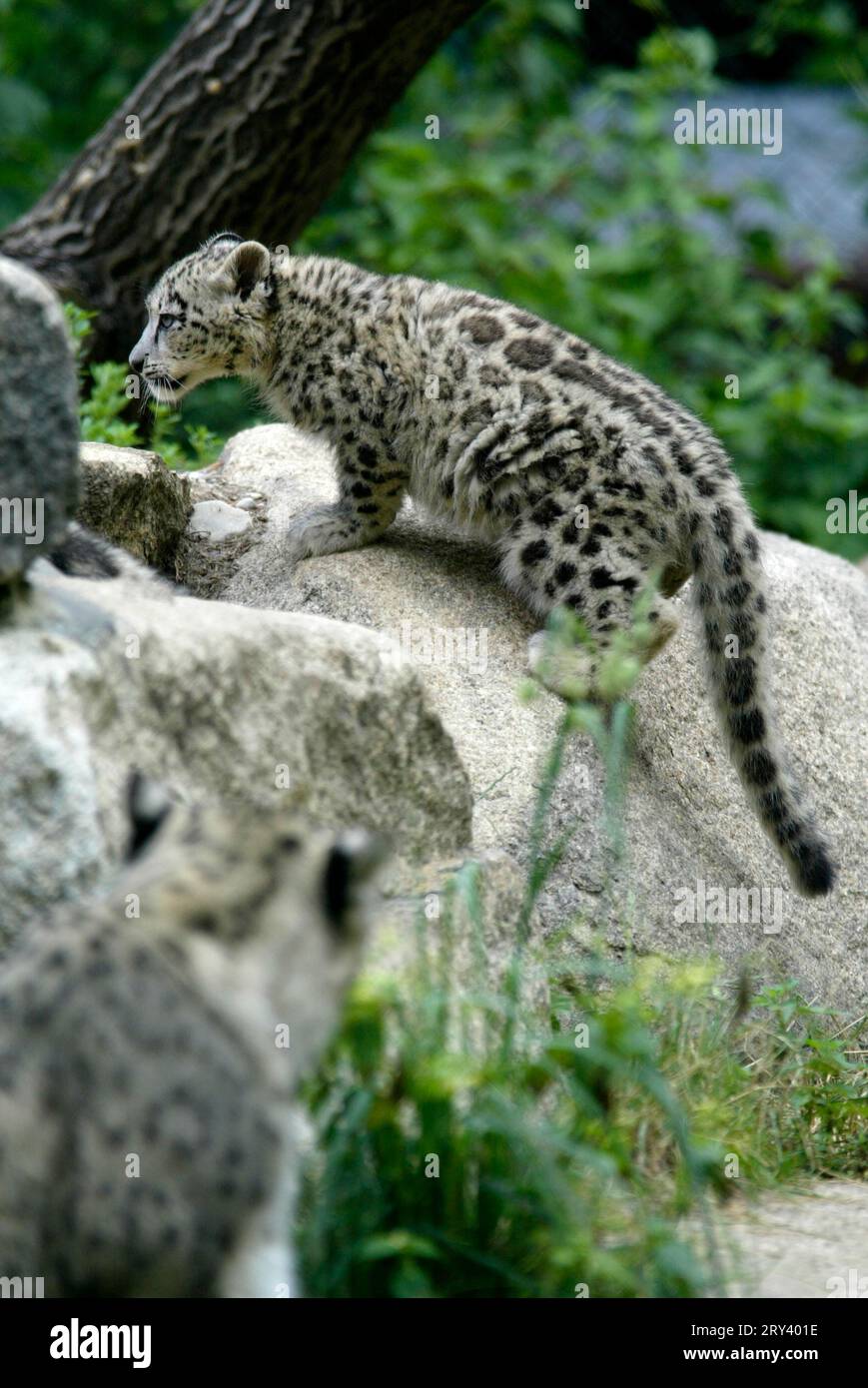 Snow leopard (Panthera) ave crux spes unica (Unica unica) unica Stock ...