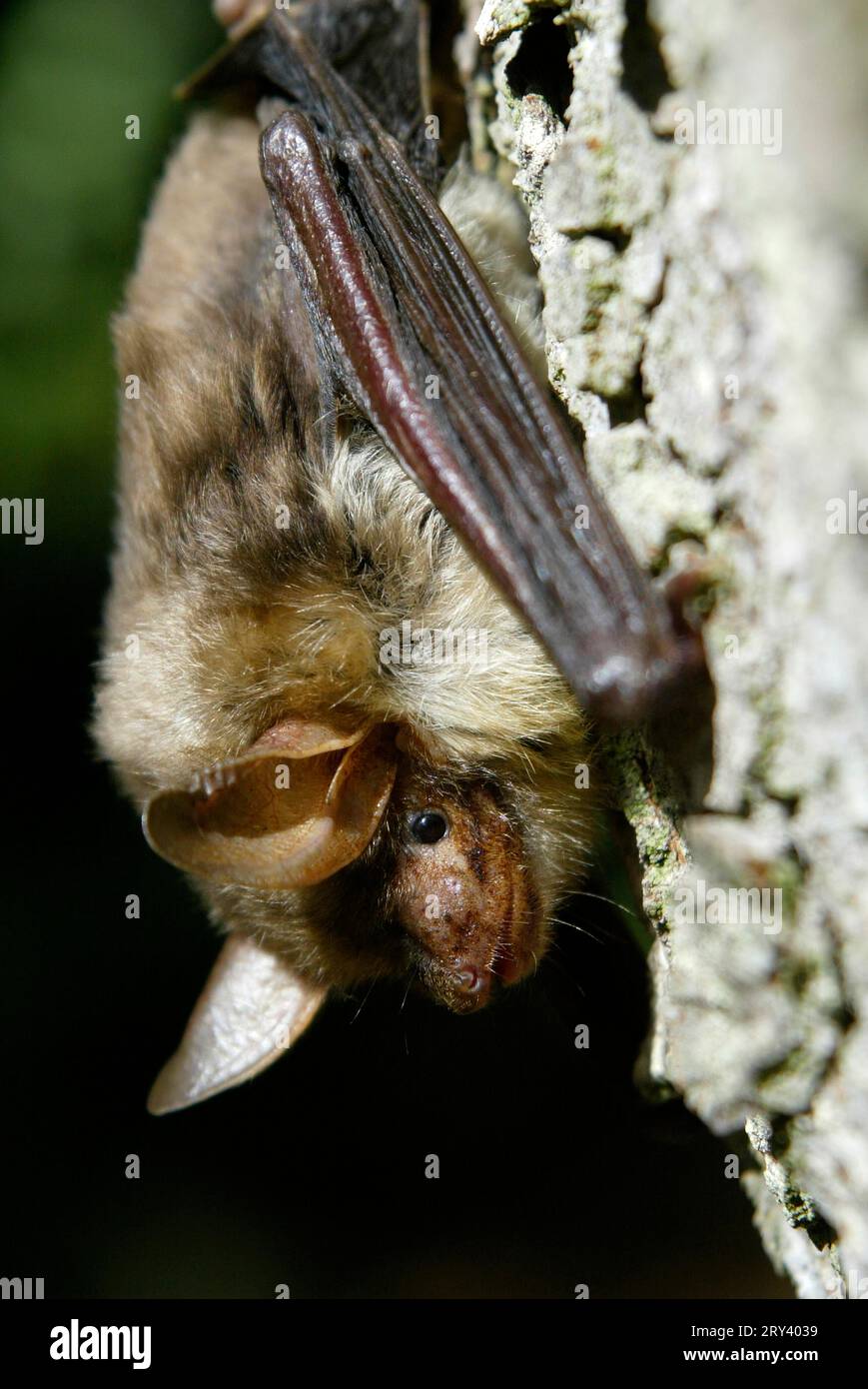 Mouse-eared bat, greater mouse-eared bat (Myotis myotis Stock Photo - Alamy