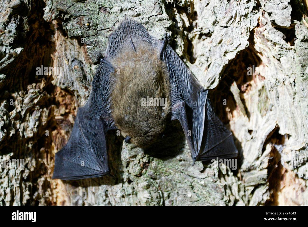Mouse-eared bat, greater mouse-eared bat (Myotis myotis Stock Photo - Alamy