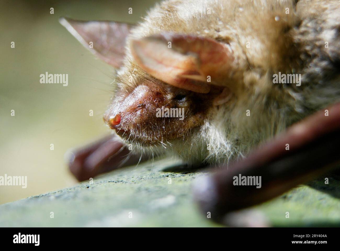 Mouse-eared bat, greater mouse-eared bat (Myotis myotis Stock Photo - Alamy
