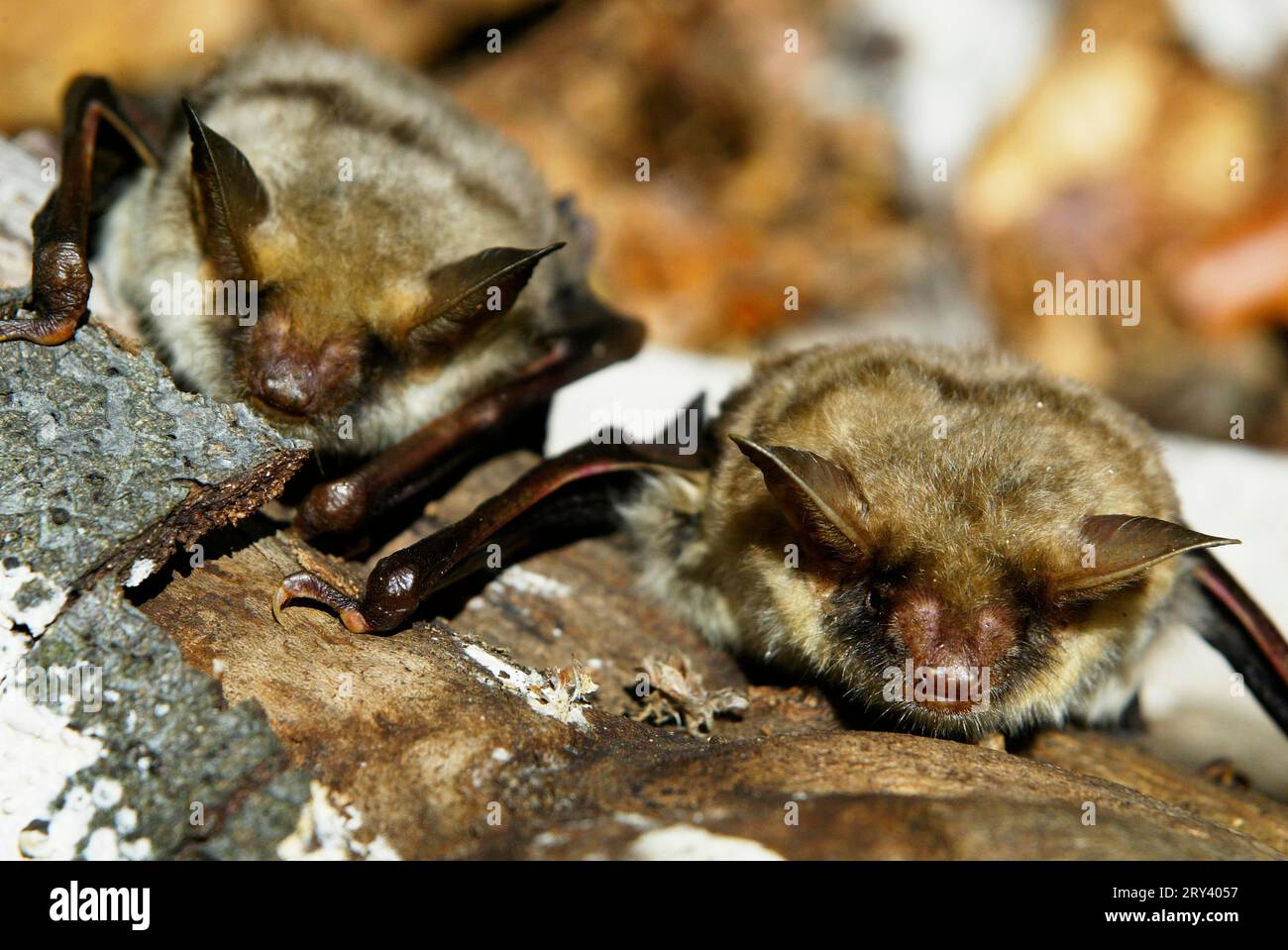 Mouse-eared bat, greater mouse-eared bat (Myotis myotis Stock Photo - Alamy