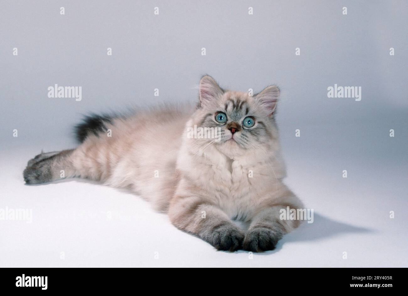 Colourpoint persian hi-res stock photography and images - Alamy