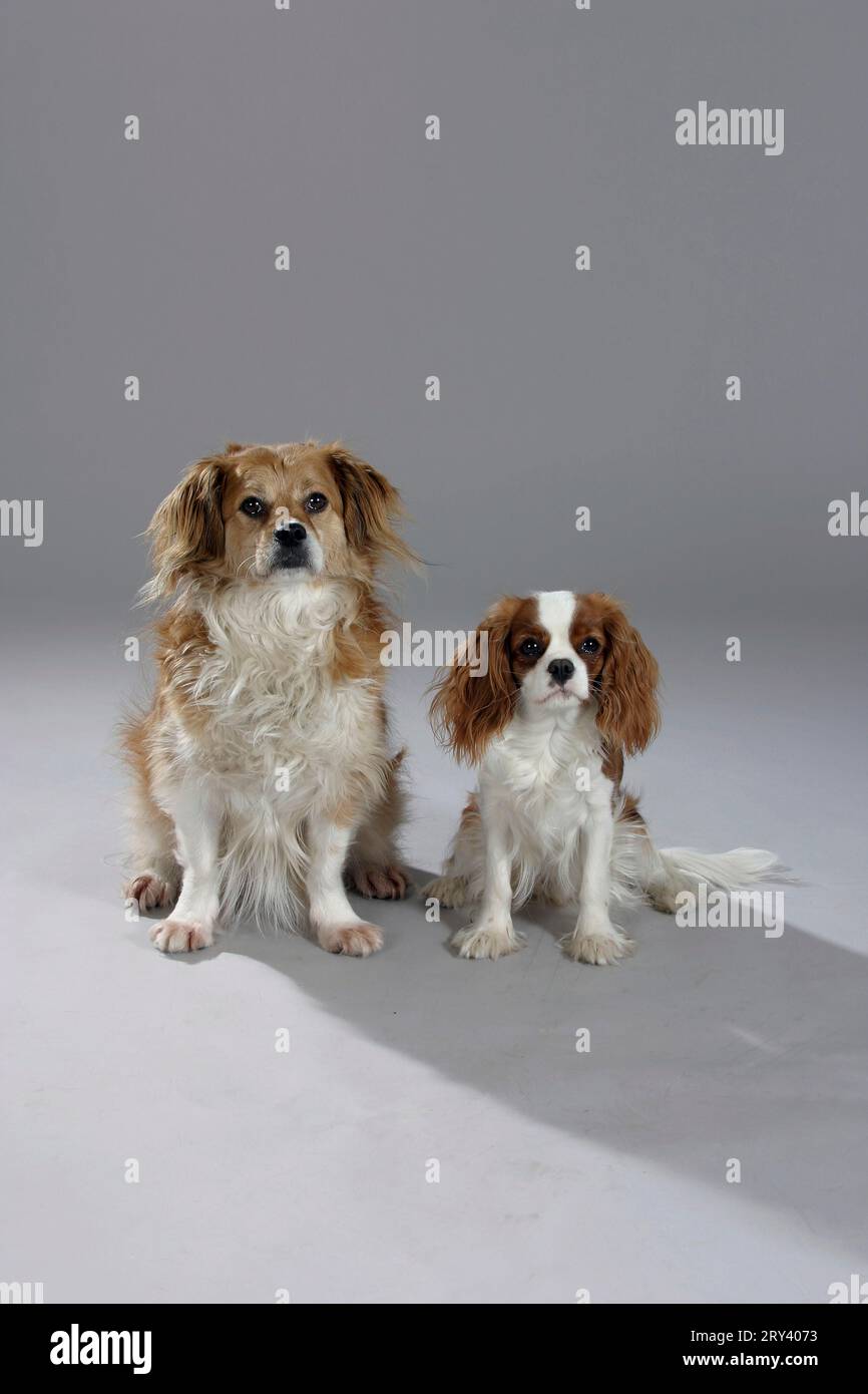 Mixed breed dog and Cavalier King Charles Spaniel Stock Photo - Alamy