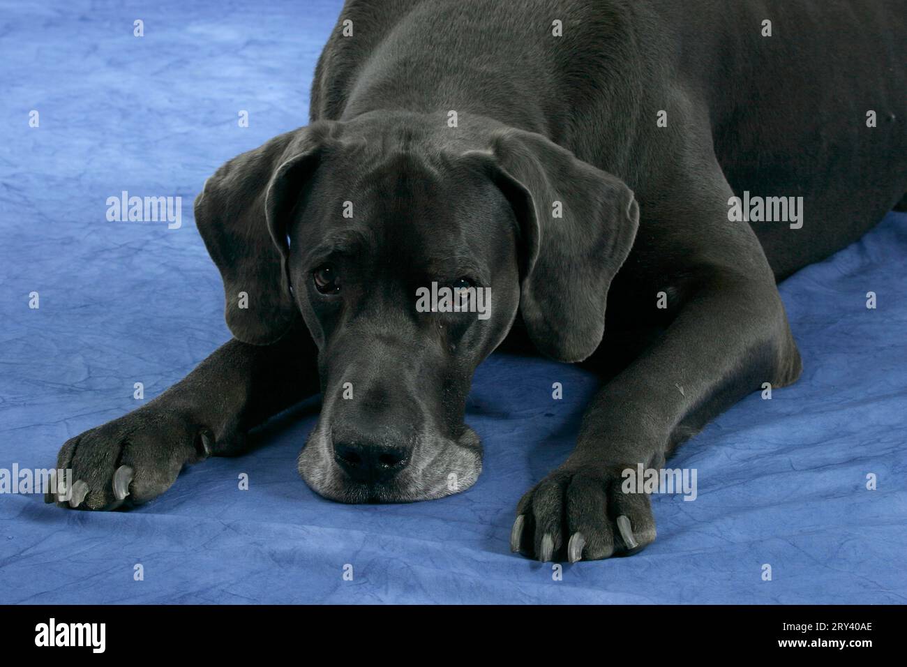 Great Dane, 10 years old, old dog Stock Photo - Alamy