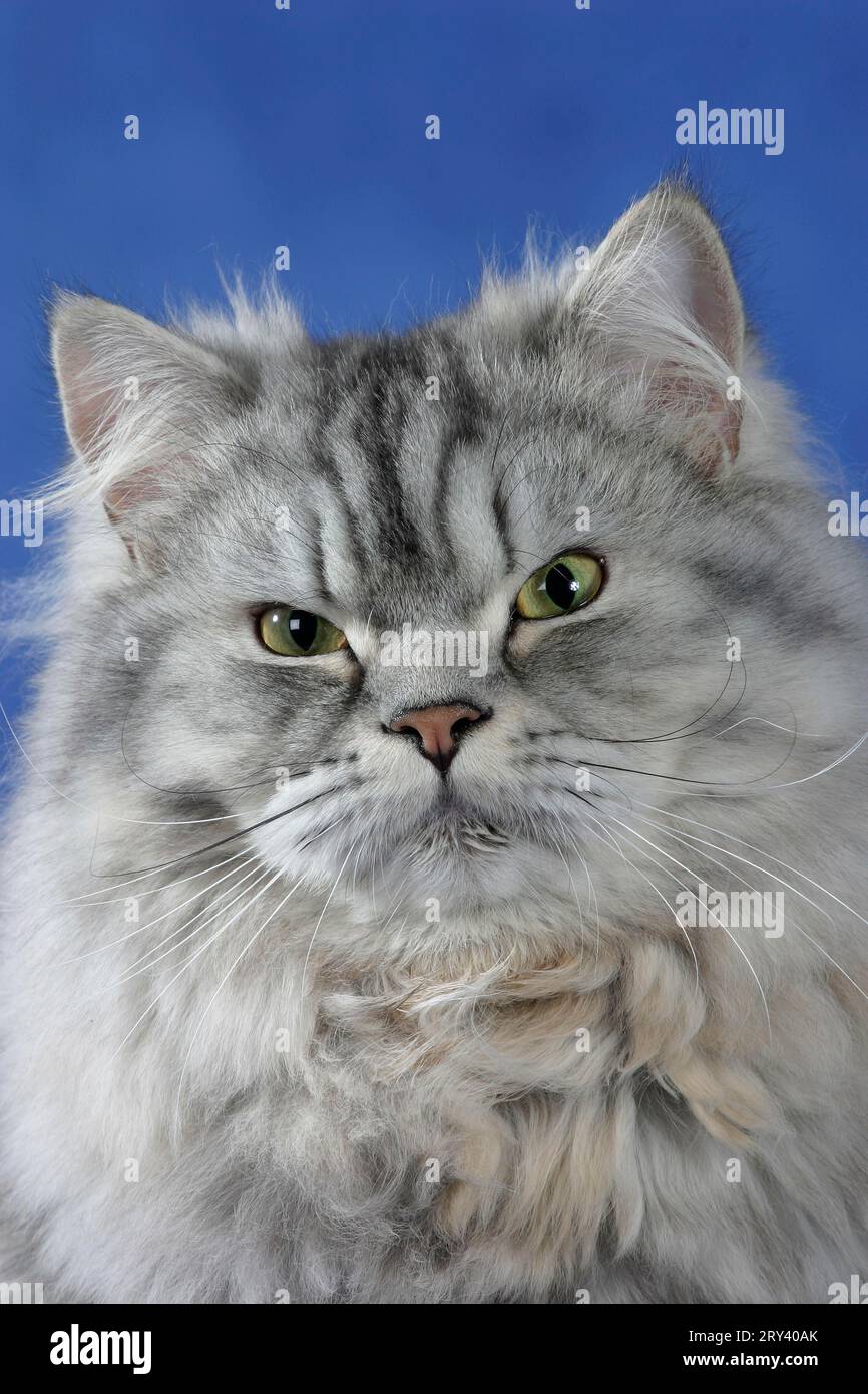 Persian cat, silver tabby Stock Photo - Alamy
