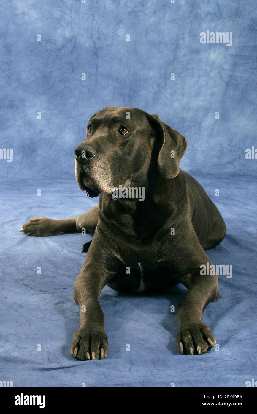 Great Dane, 10 years old, old dog Stock Photo - Alamy