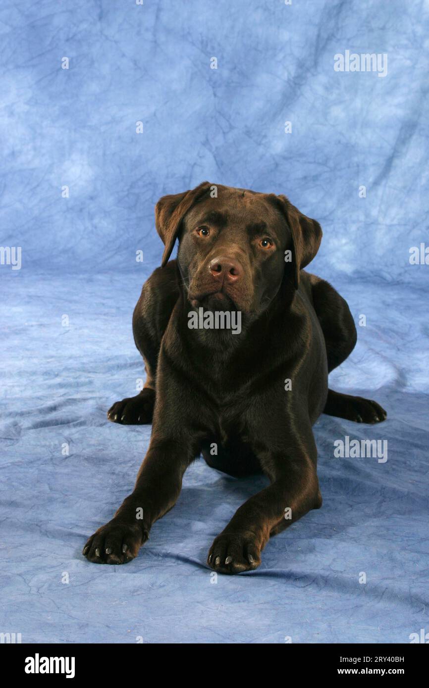 Labrador Retriever, Chocolate Stock Photo - Alamy
