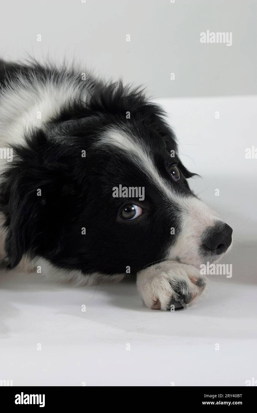Border Collie, puppy, 10 weeks Stock Photo - Alamy