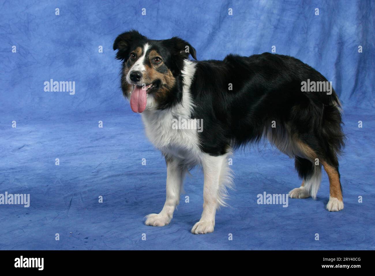 Lateral border hi-res stock photography and images - Alamy