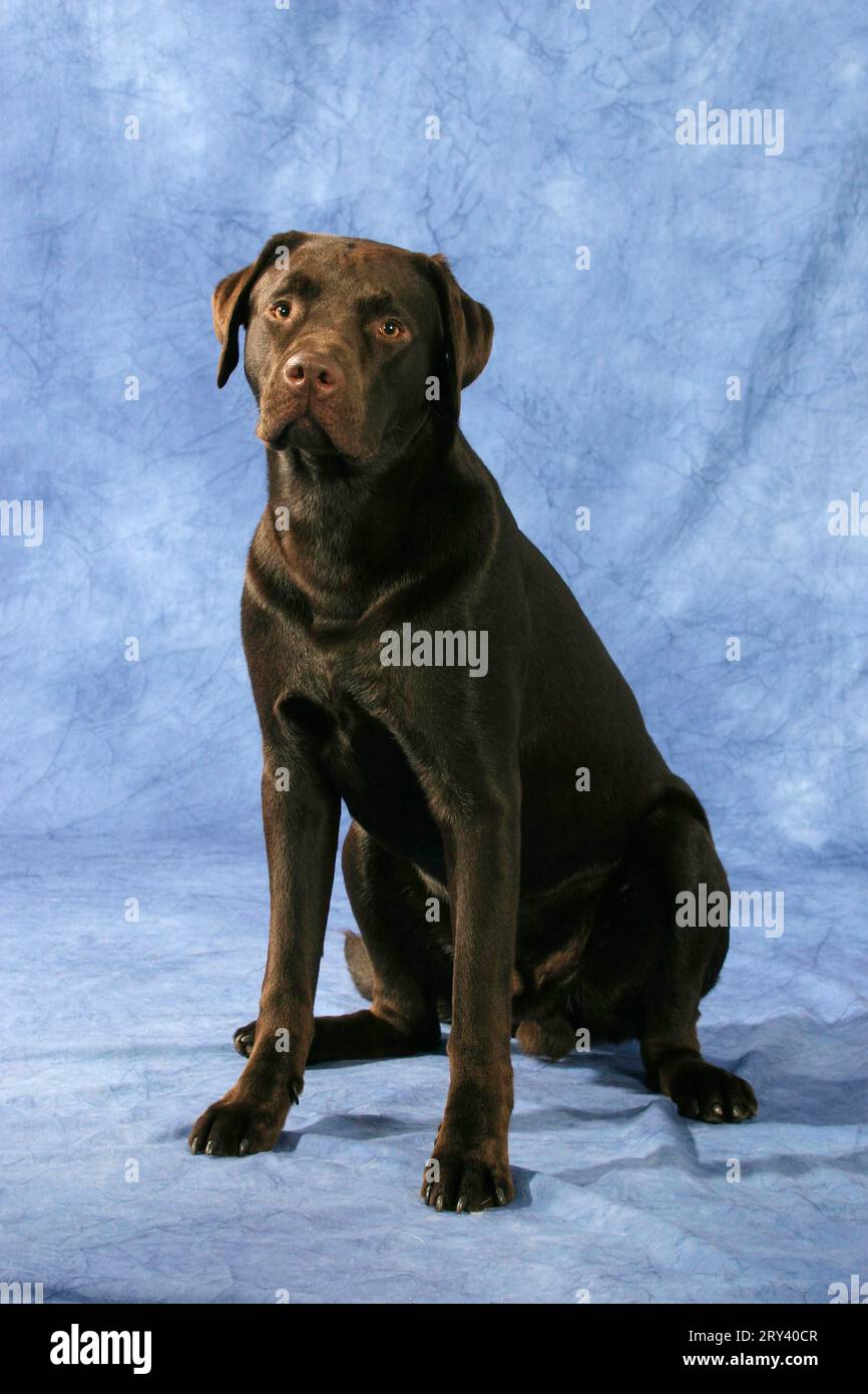 Adult chocolate labrador retriever hi-res stock photography and images ...