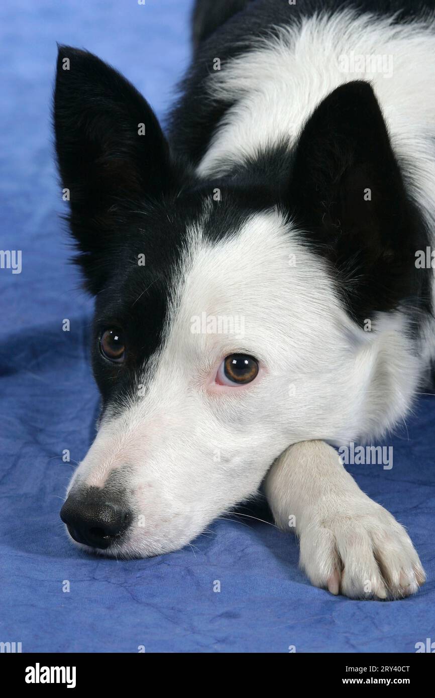 Portrait sad collie dog hi-res stock photography and images - Alamy