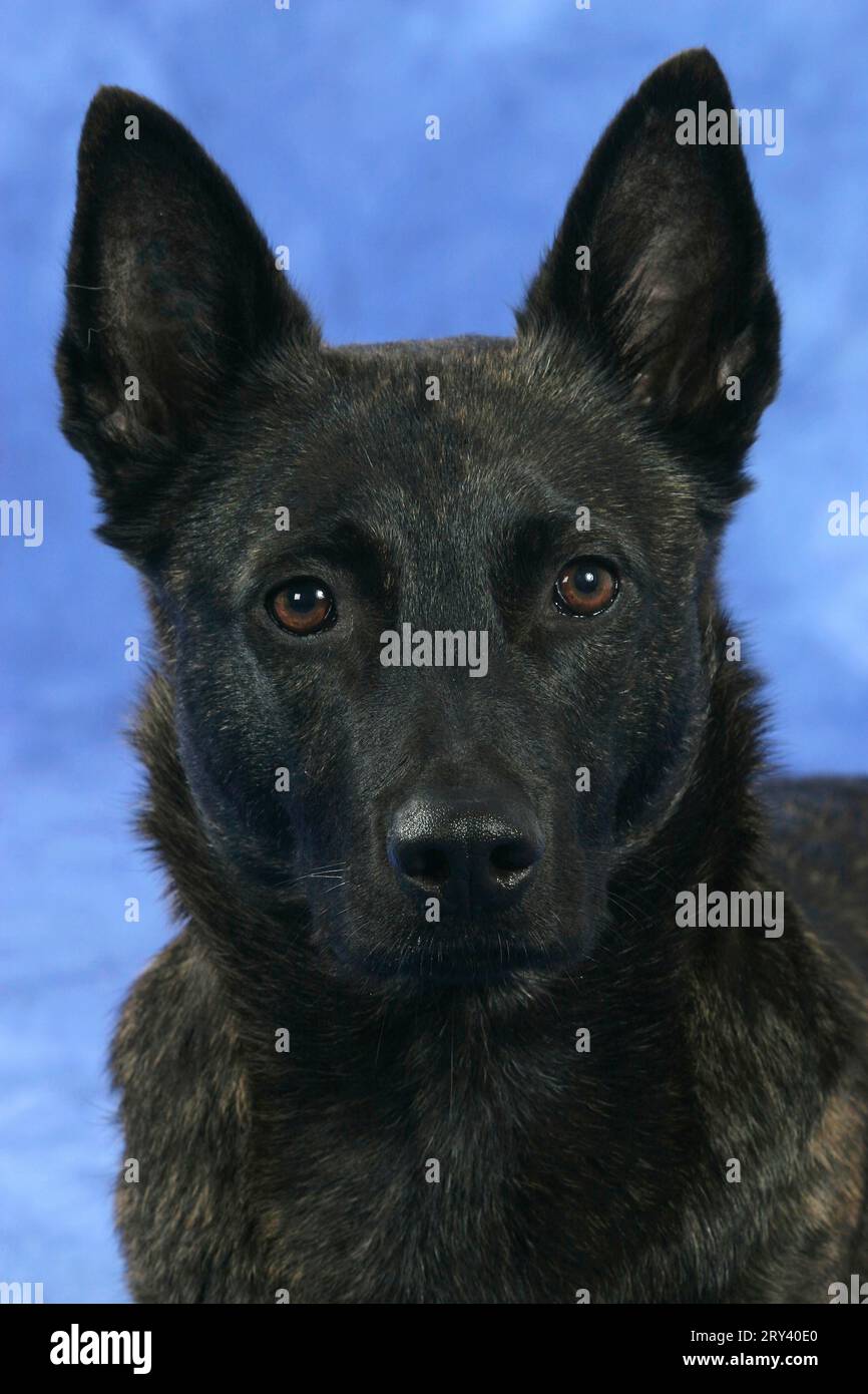 Hollandse herder hi-res stock photography and images - Alamy