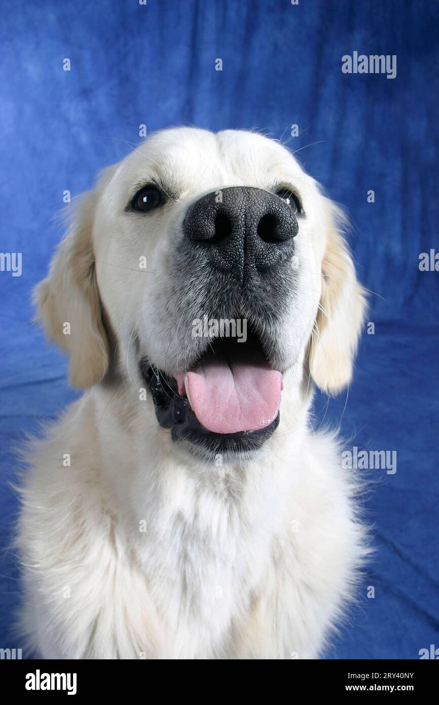 Distorted dog head hi-res stock photography and images - Alamy