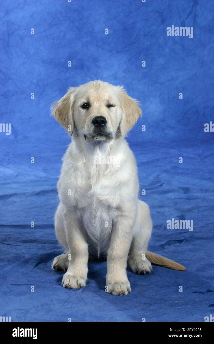 Golden Retriever, puppy, 11 weeks, wink, wink, winking Stock Photo - Alamy