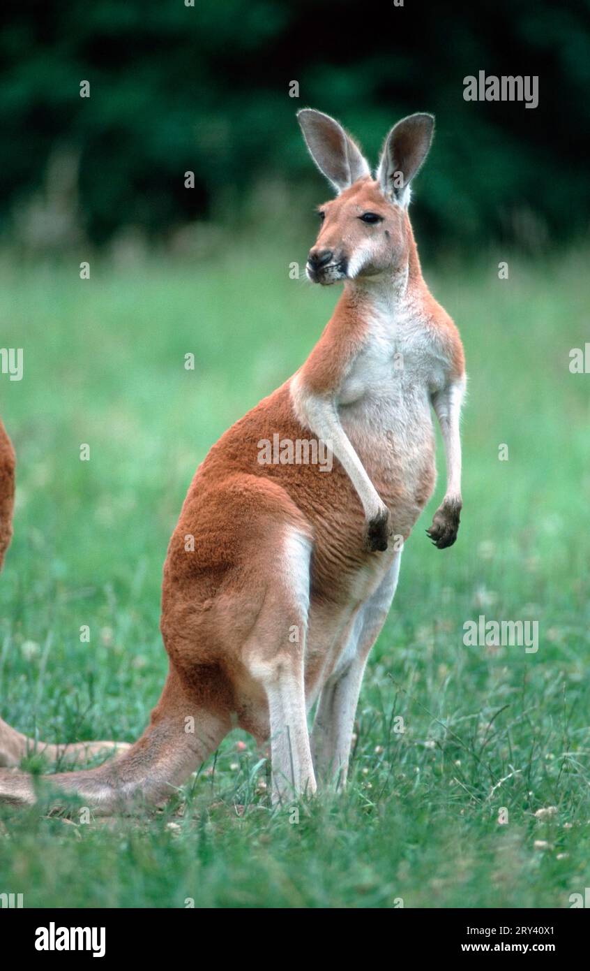 Red kangaroo (Macropus rufus) Giant Kangaroo Stock Photo - Alamy