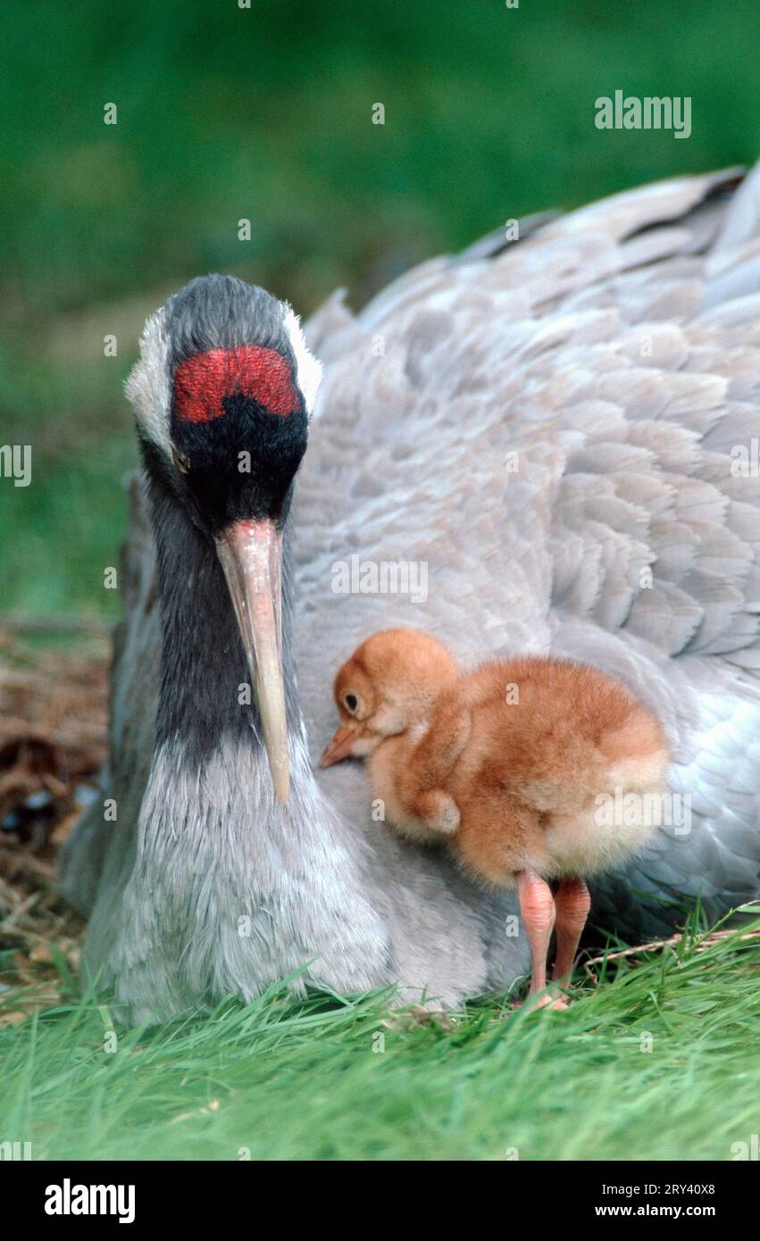 Common crane chick hi-res stock photography and images - Alamy
