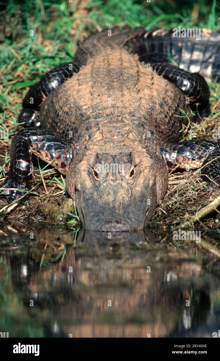 American american alligator (Alligator mississippiensis), Everglades ...