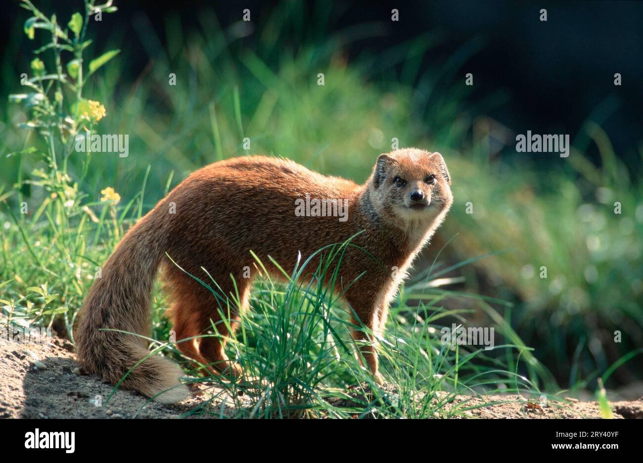 Yellow Mongoose (Cynictis penicillata), side Stock Photo - Alamy