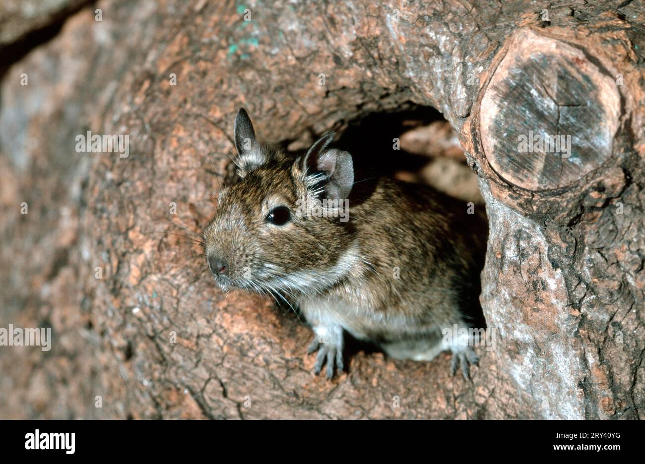 Degu (Octodon degus Stock Photo - Alamy