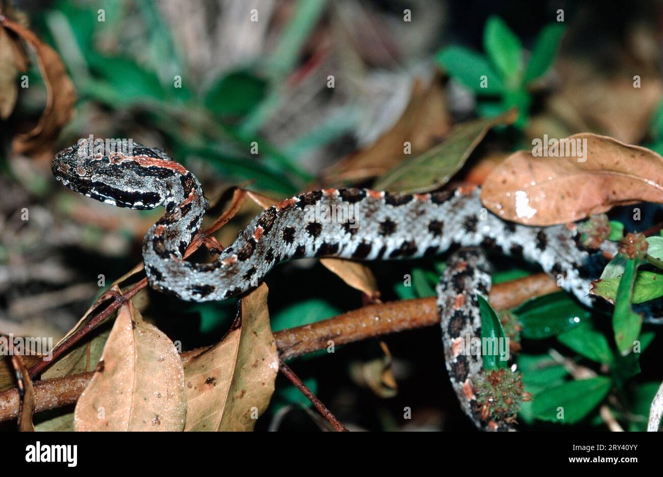 Pygmy Rattlesnake, Everglades national park, Florida, USA (Sistrurus ...