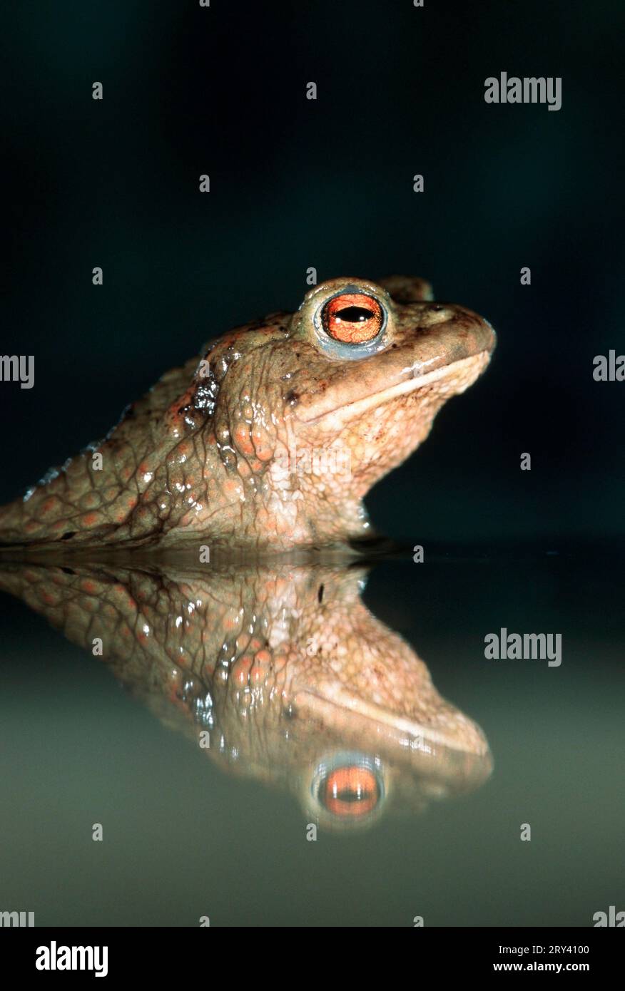 Common Toad (Bufo bufo), toad, lateral, side, North Rhine-Westphalia ...