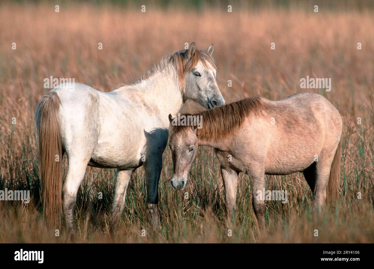 Camargue breed horses southern france hi-res stock photography and ...