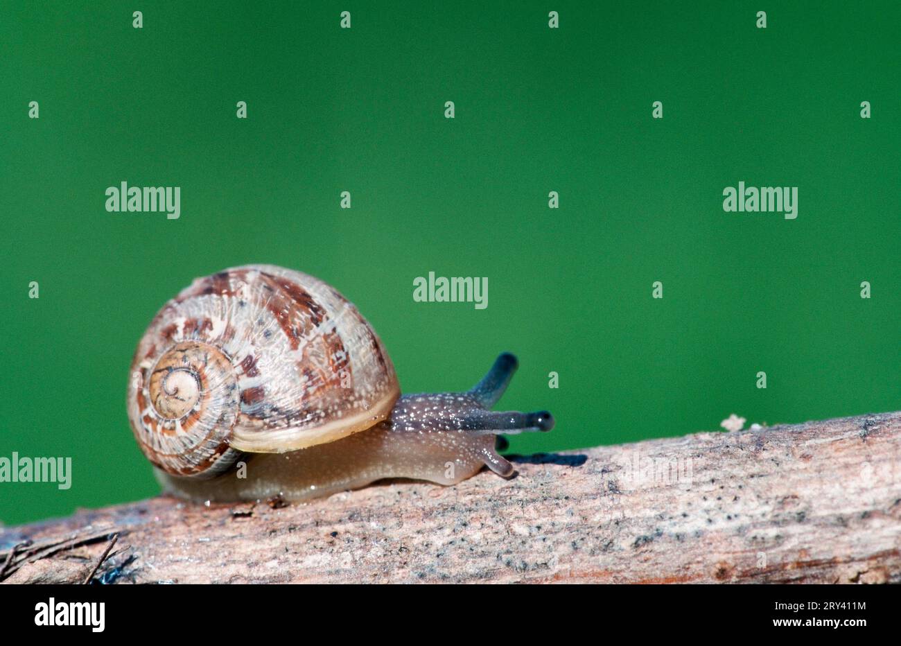 Brown-lipped Snail (Cepaea nemoralis), Camargue, Southern France ...