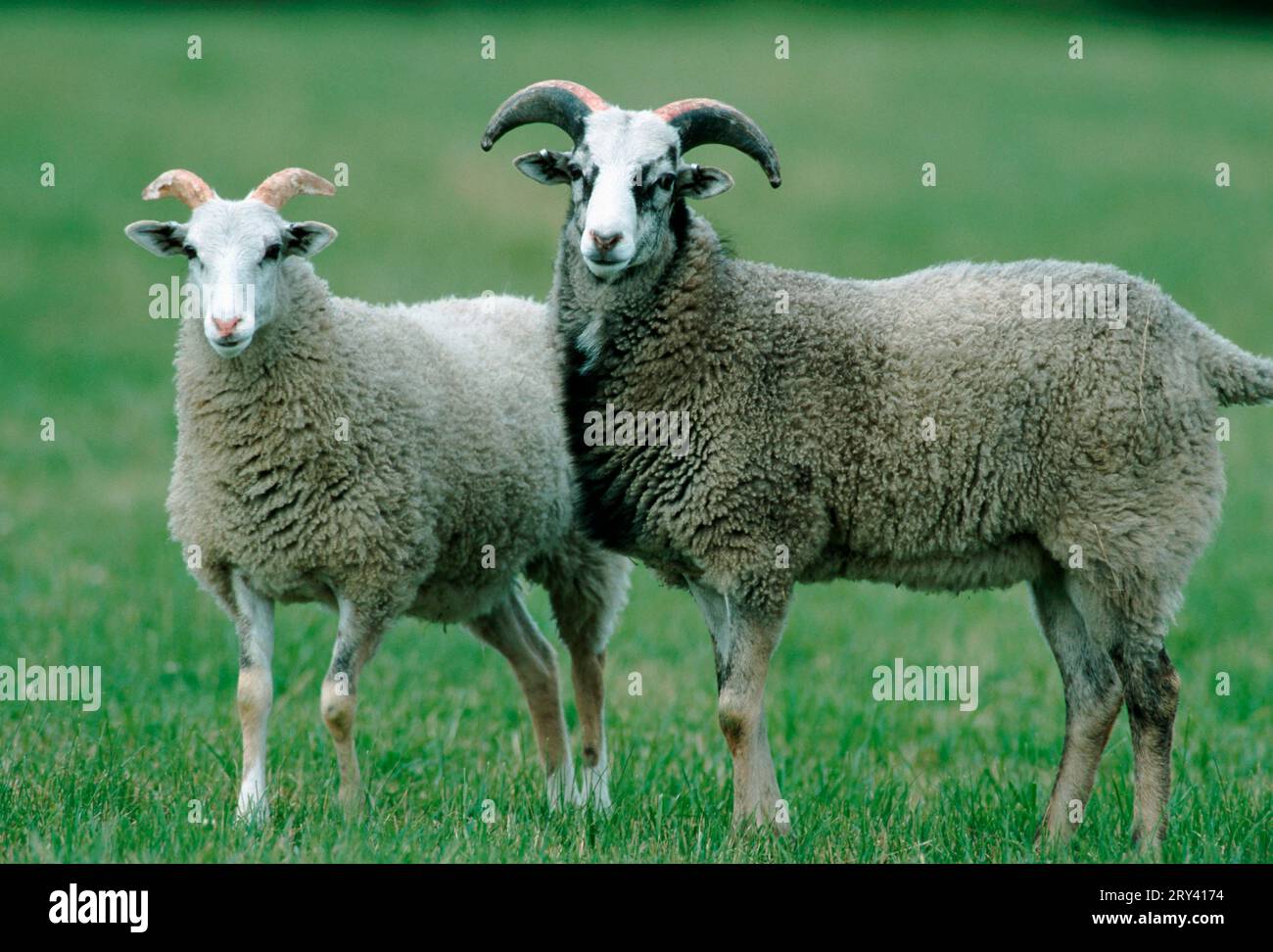 Couple male female sheep hi-res stock photography and images - Alamy