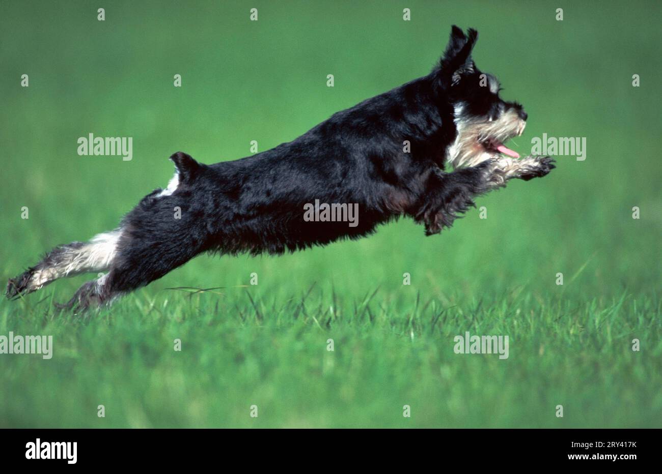 Side view miniature schnauzer hi-res stock photography and images - Alamy
