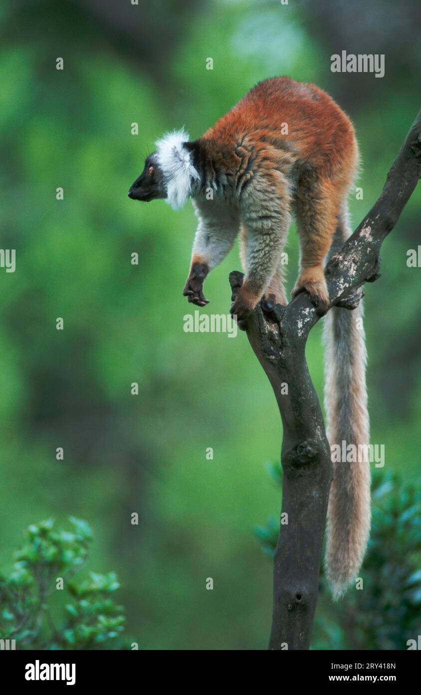 Black lemur, female (Lemur macaco), side, Madagascar Stock Photo - Alamy