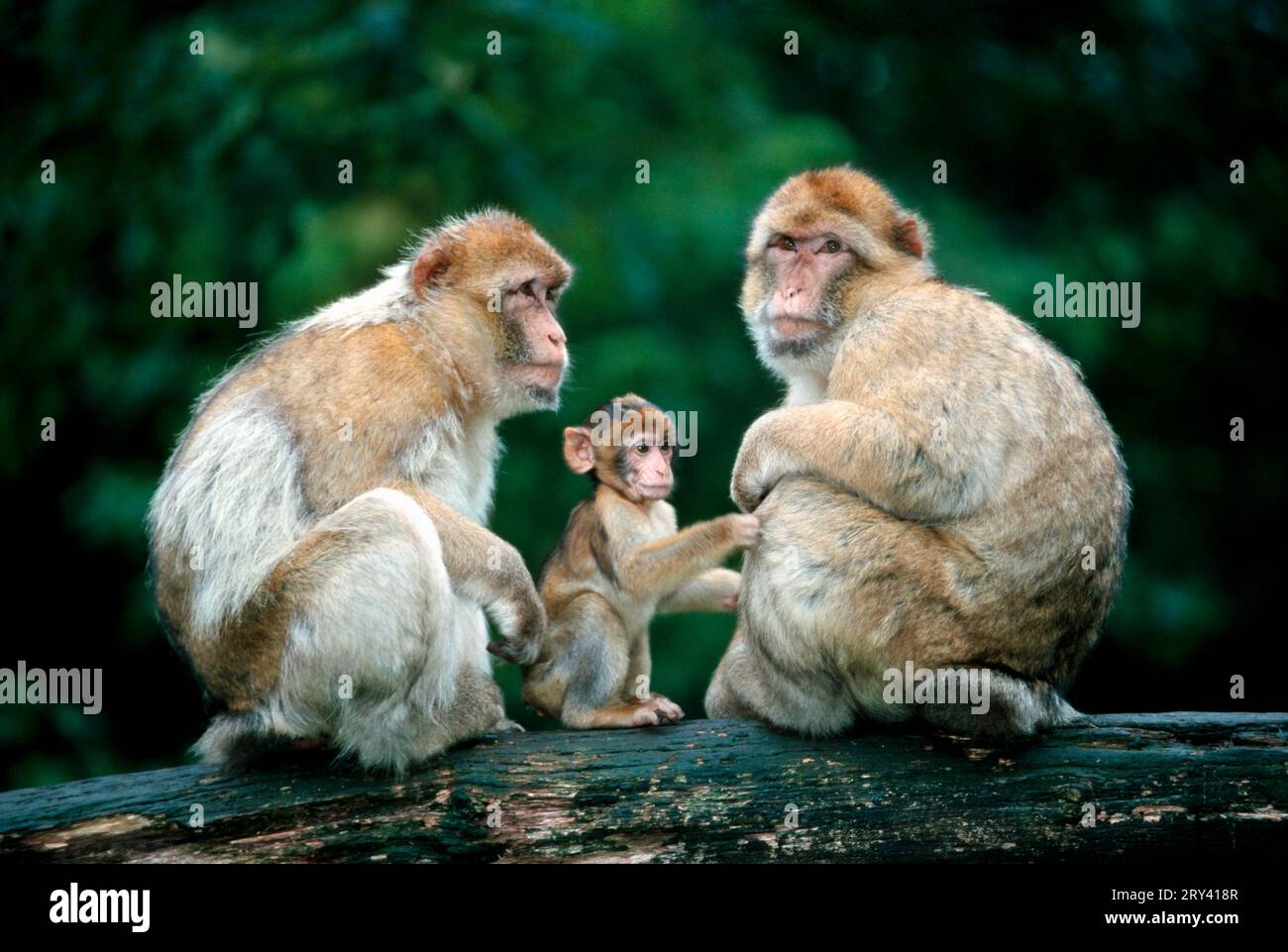 Barbary Monkey, pair with young (Macaca sylvana), macaques, side Stock ...