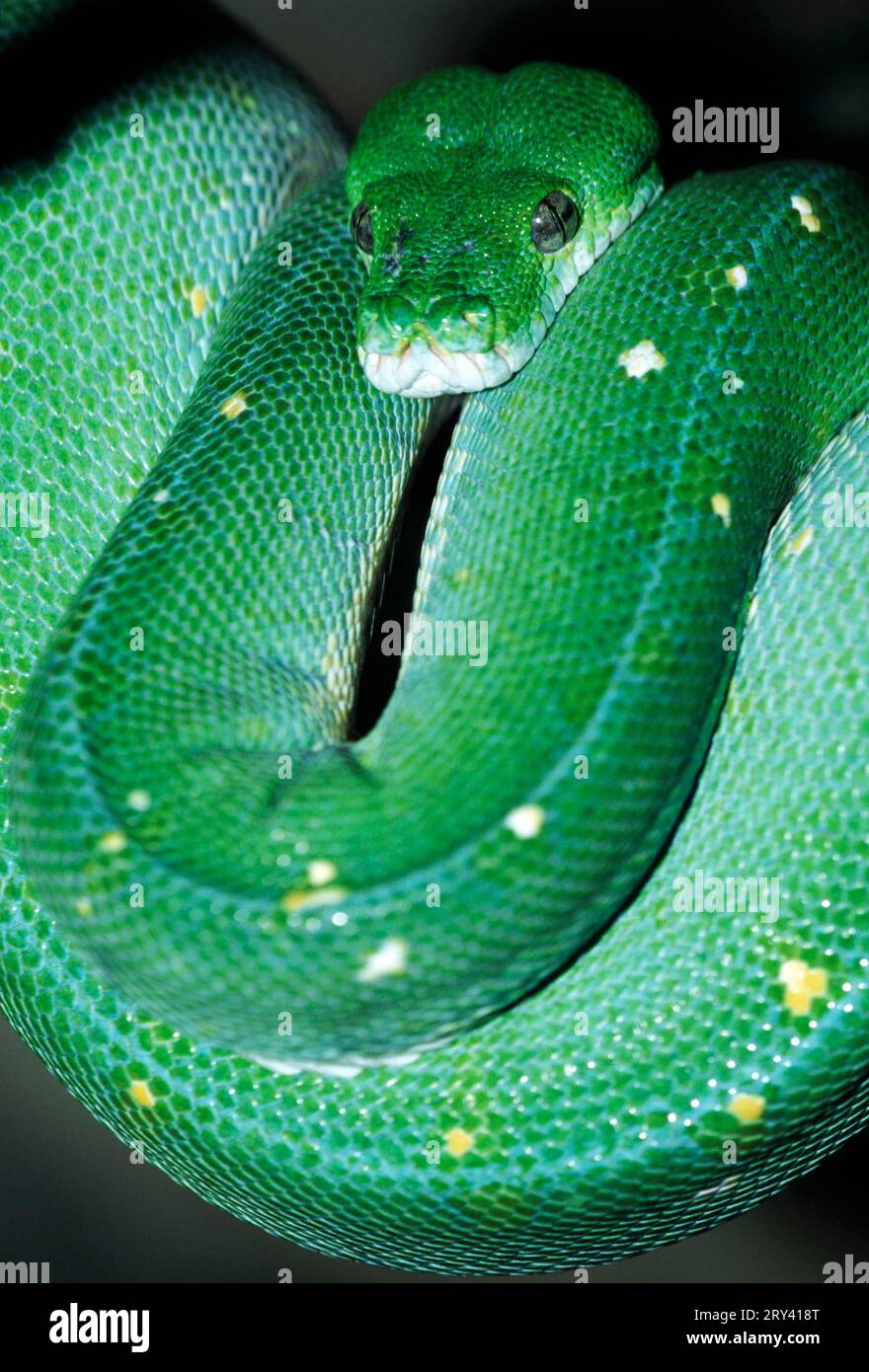 Australian pythons hi-res stock photography and images - Alamy