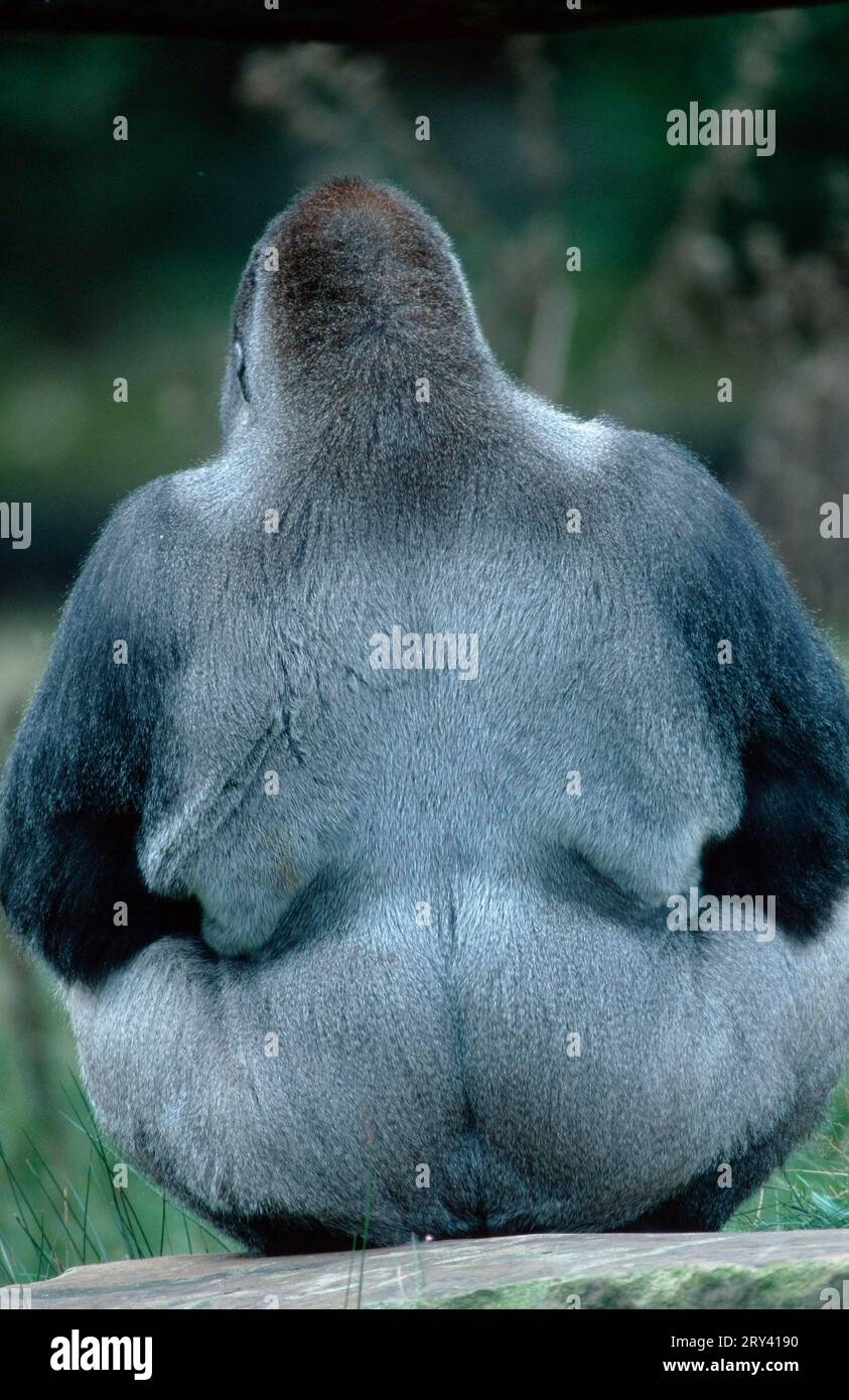 Gorilla rear view hi-res stock photography and images - Alamy