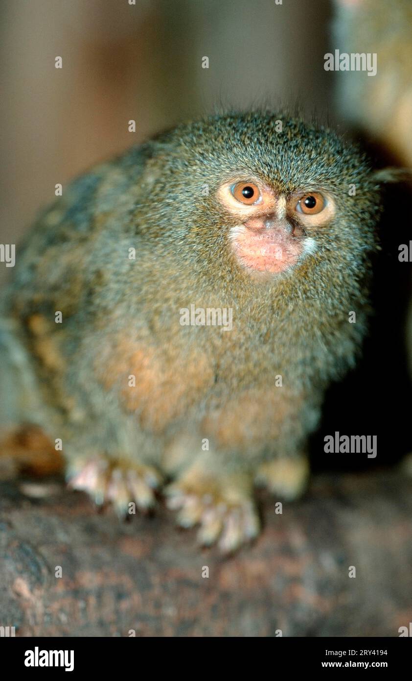 Pygmy marmoset (Cebuella pygmaea Stock Photo - Alamy