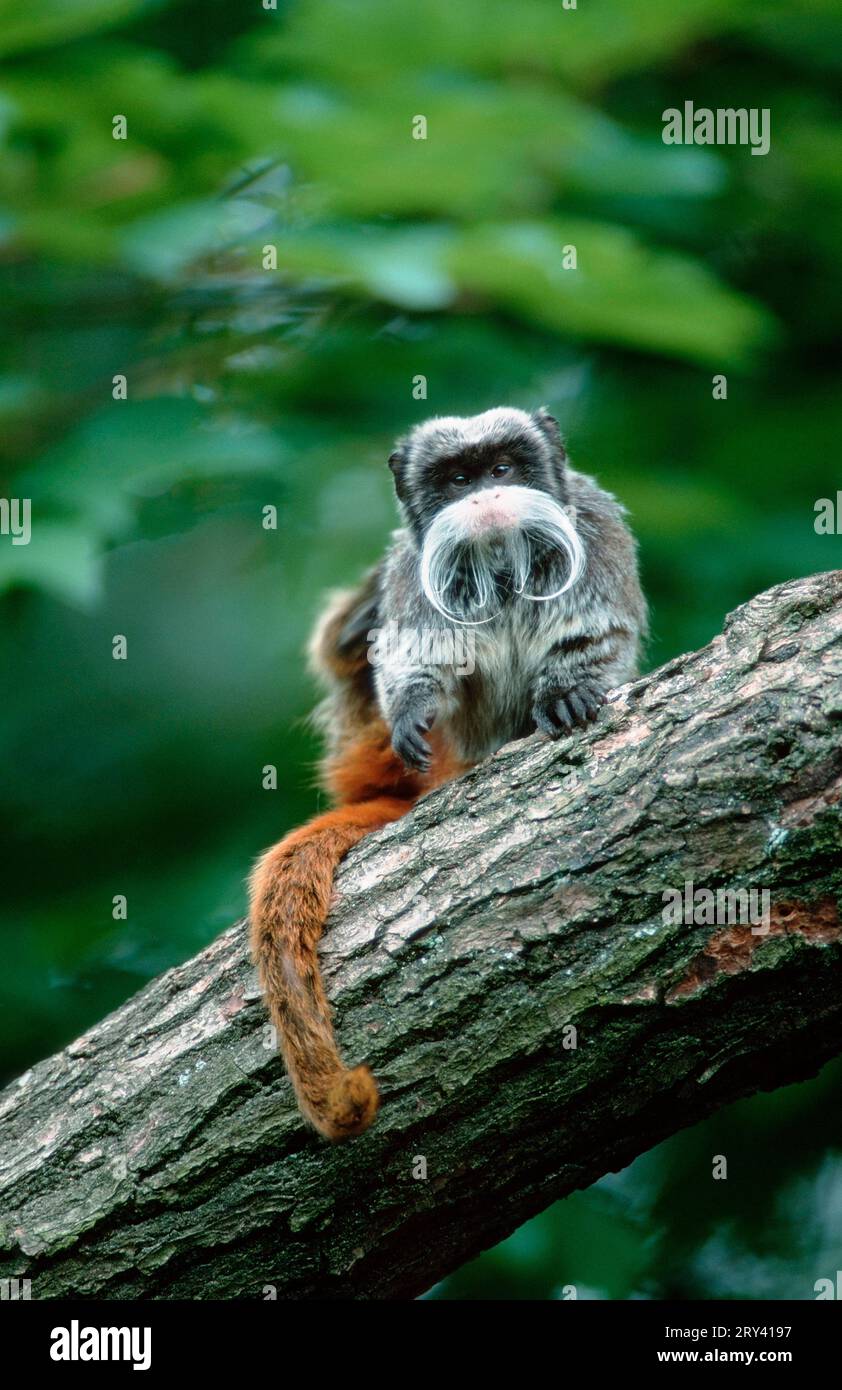 Emperortamarin (Saguinus imperator Stock Photo - Alamy