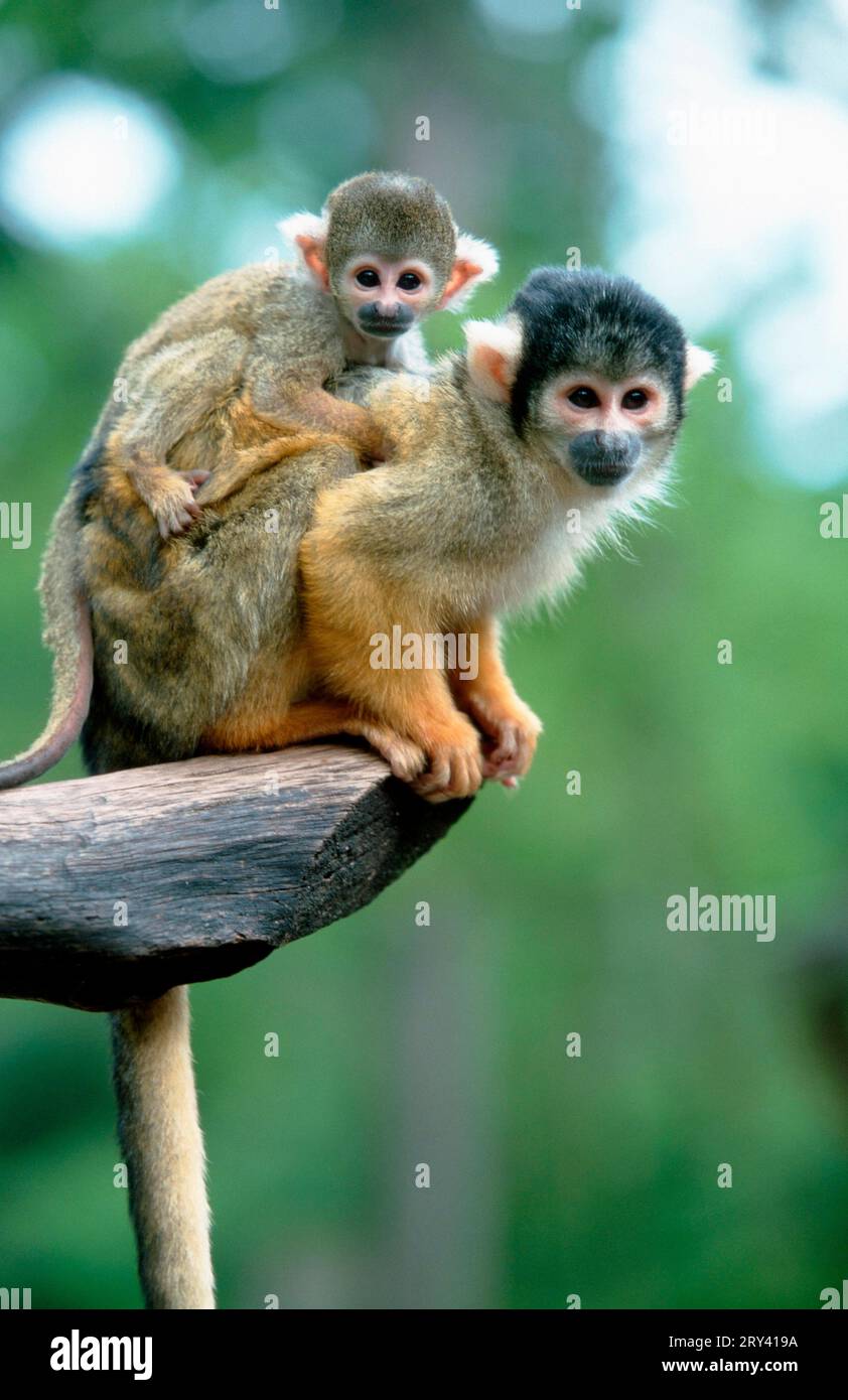 Common squirrel monkey (Saimiri sciureus) with young, squirrel monkey, squirrel monkey Stock ...