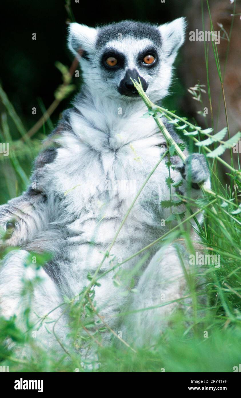 Ring-tailed (primates) Lemur (Lemur catta), ring-tailed lemur (Africa ...