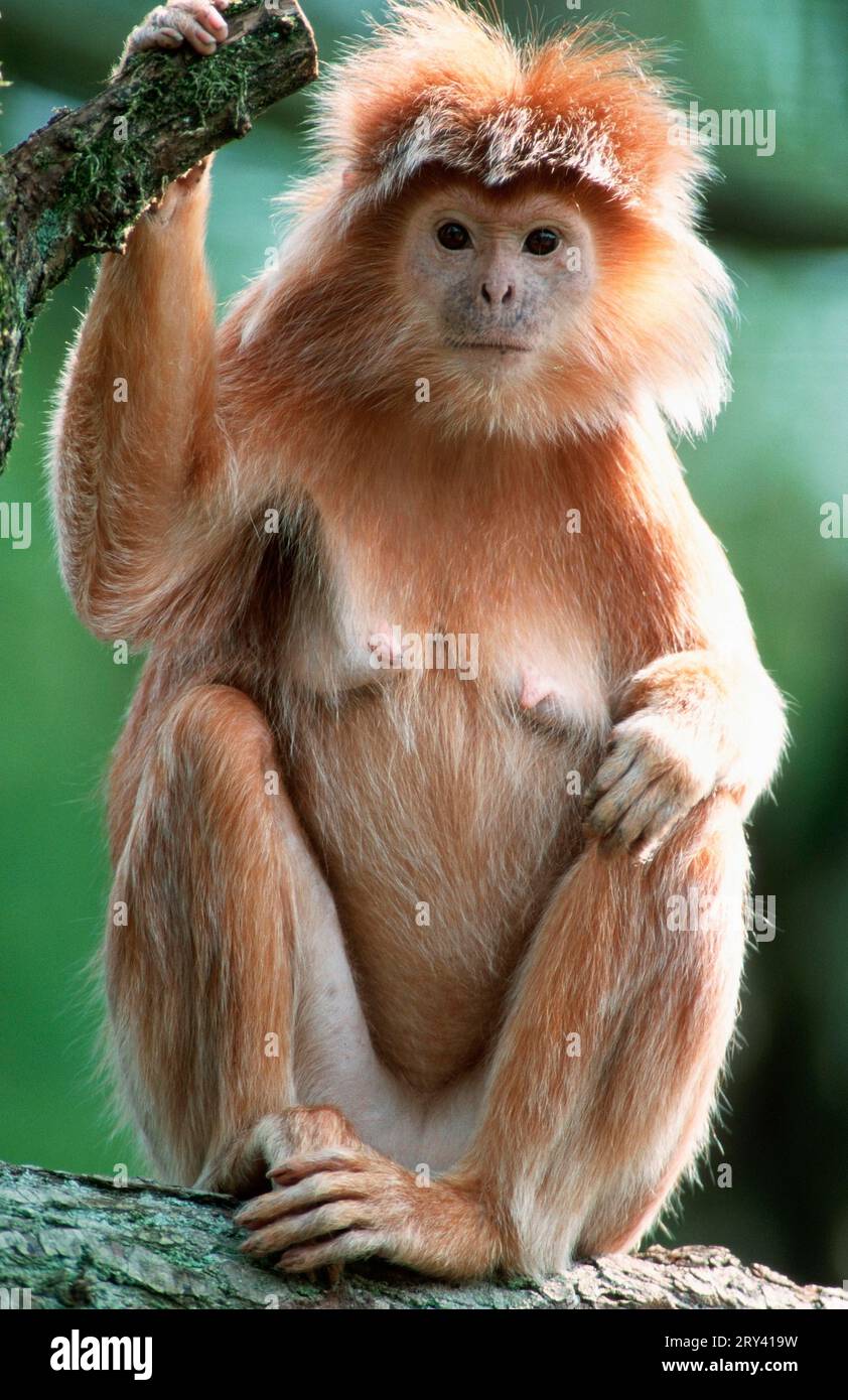 Javan Langur, female (Trachypithecus auratus auratus Stock Photo - Alamy