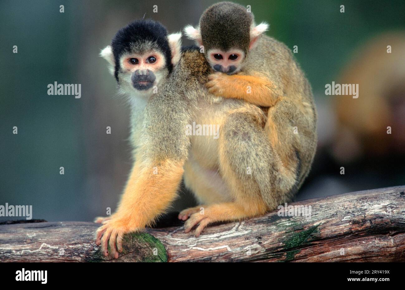 Common squirrel monkey (Saimiri sciureus) with young, squirrel monkey ...