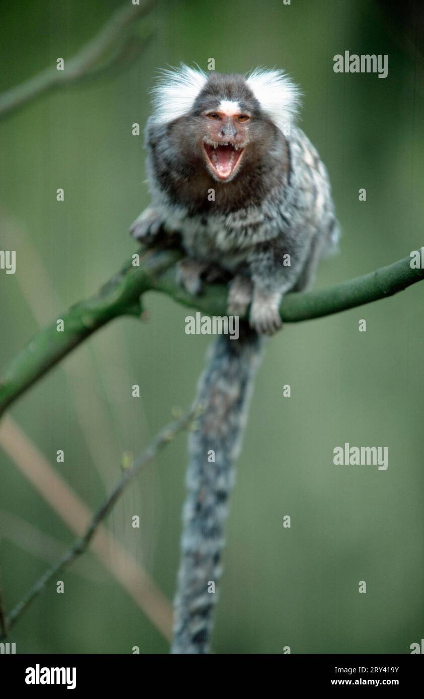 Common marmoset (Callithrix jacchus), common marmoset Stock Photo - Alamy