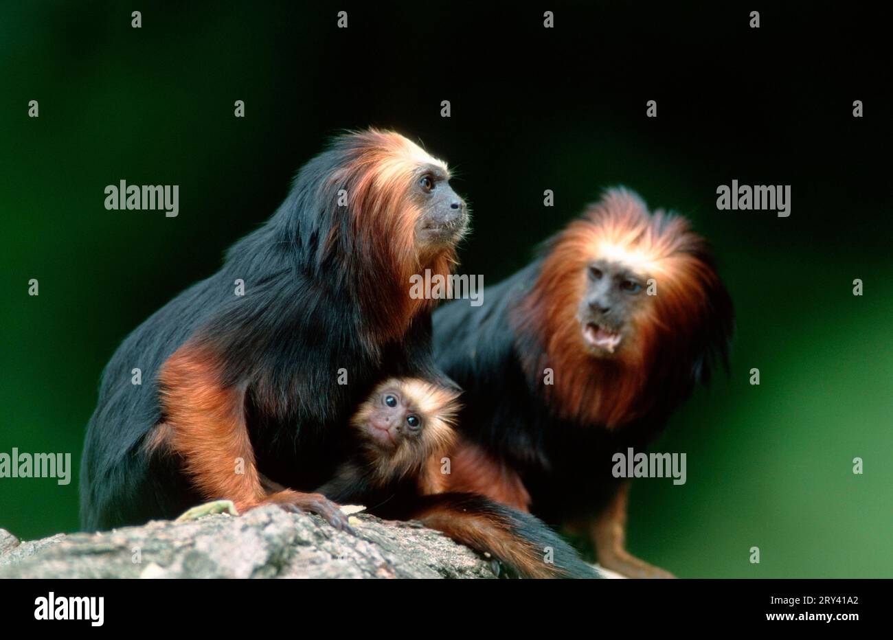 Golden-headed tamarins (Leontopithecus rosalia chrysomelas Stock Photo ...