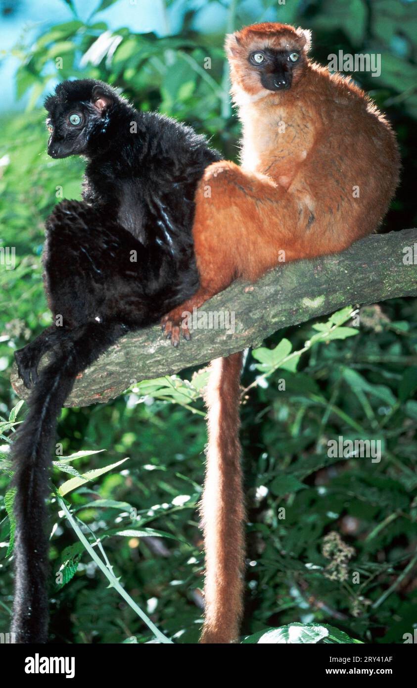 Blue-eyed lemurs, pair (Eulemur macaco flavifrons), side, Madagascar ...