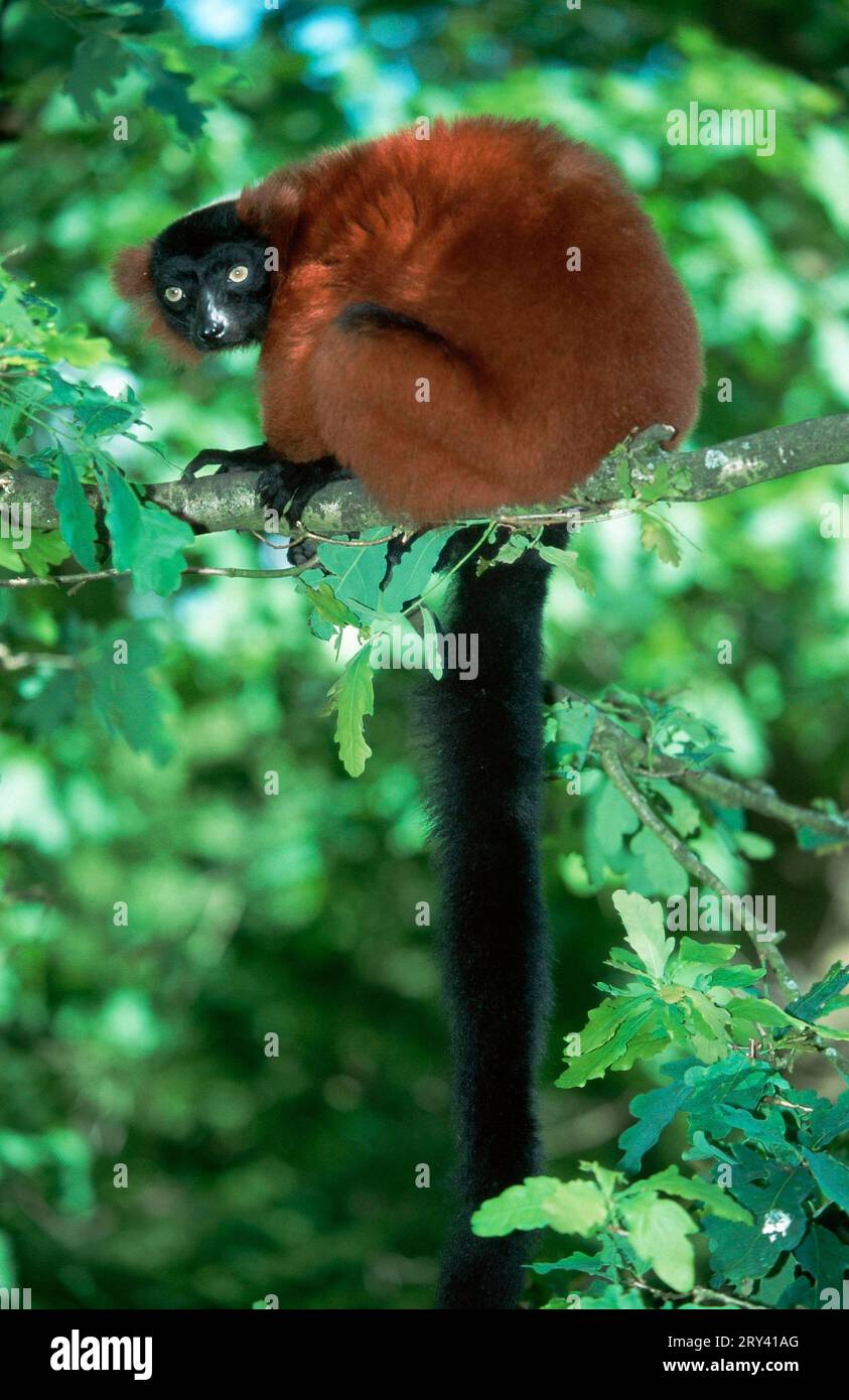 Red frilled lemur (Varecia variegata rubra Stock Photo - Alamy
