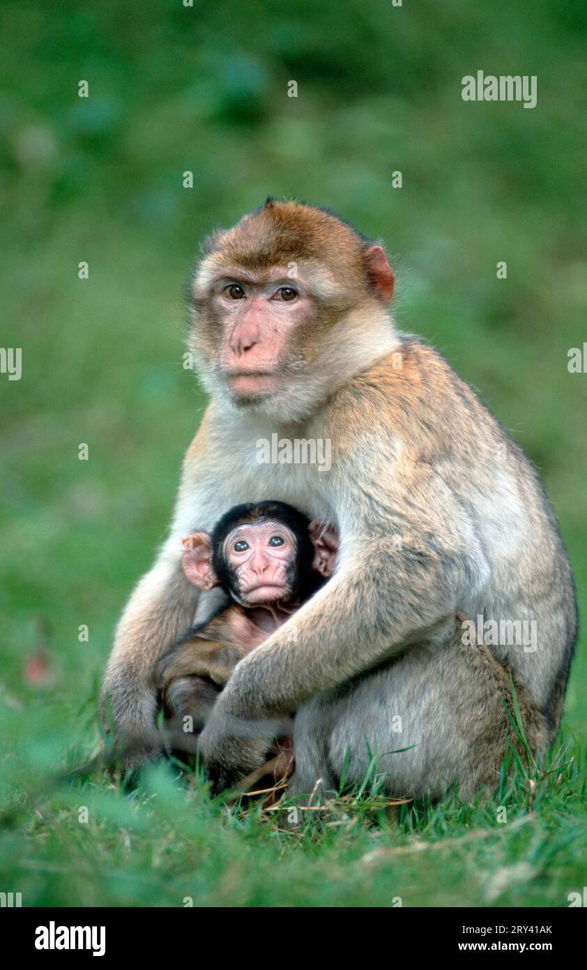 Barbary Monkey, male with young (Macaca sylvana), macaques Stock Photo ...