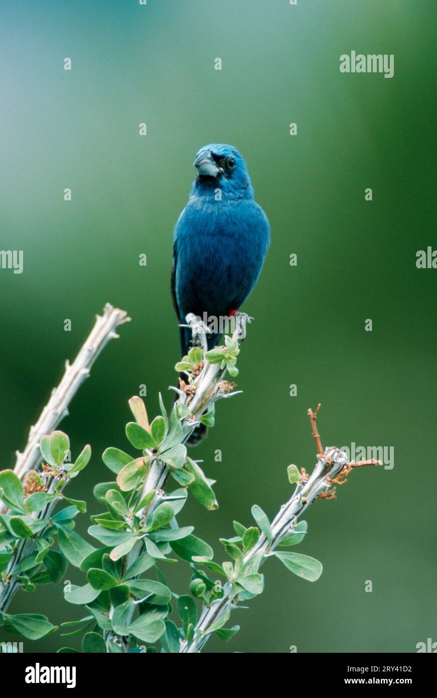 Ultramine Grosbeak, male, Ultramine Grosbeak (Cyanocompsa brissonii ...